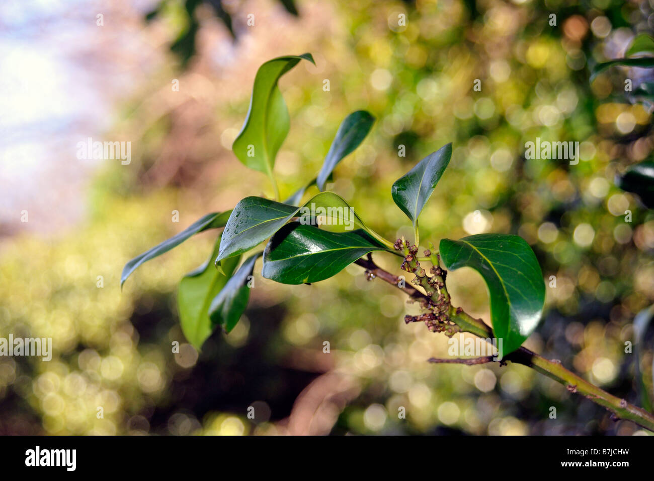 A branch of green leaves Stock Photo - Alamy