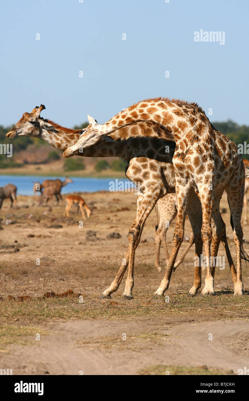 Two giraffes fighting hi-res stock photography and images - Alamy