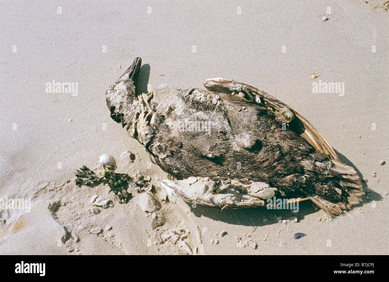 dead sea bird Stock Photo - Alamy