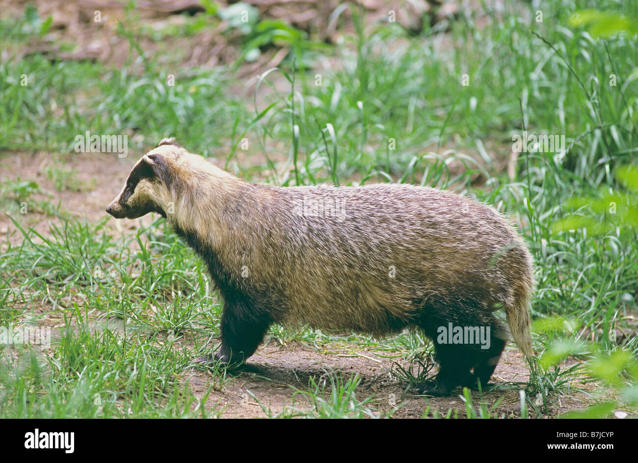 Badger standing hi-res stock photography and images - Alamy