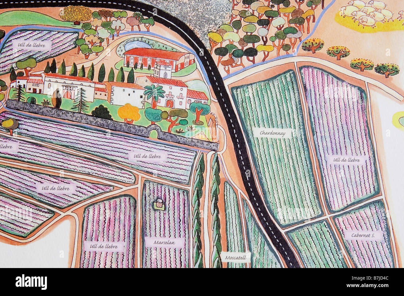 Map over the vineyards. Albet i Noya. Penedes Catalonia Spain Stock ...