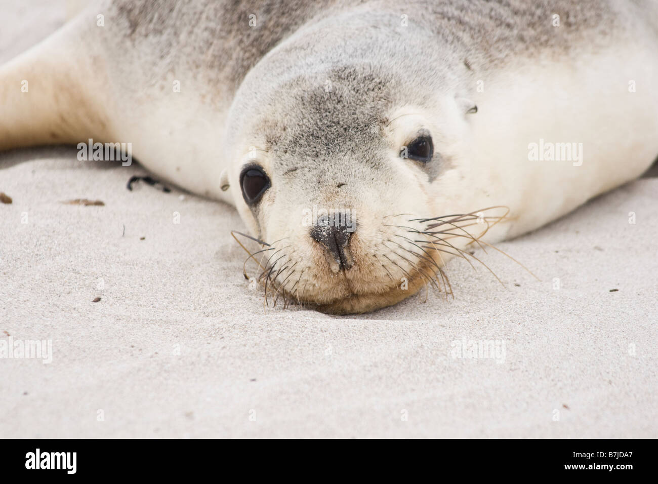 Cute baby seal pup hi-res stock photography and images - Alamy