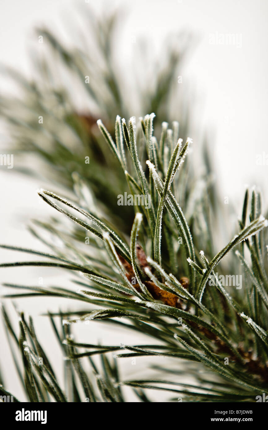 Frosted pine tree hi-res stock photography and images - Alamy