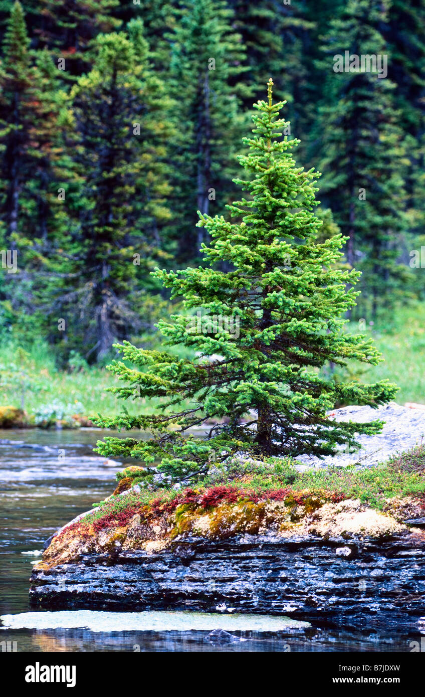 Conifers and rivers and evergreen trees hi-res stock photography and ...