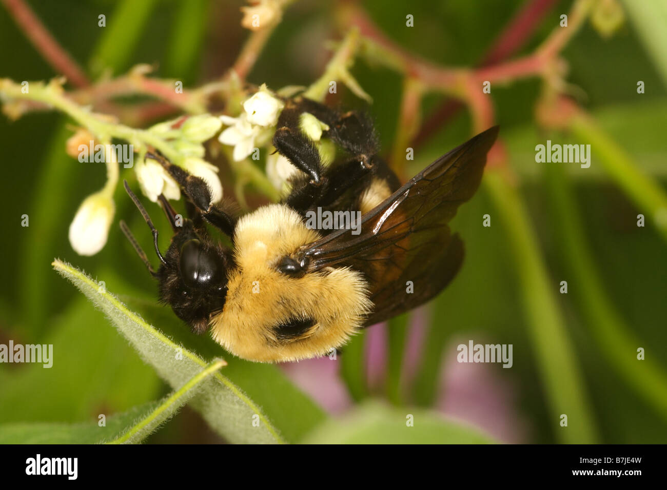 Eastern carpenter bee on hi-res stock photography and images - Alamy