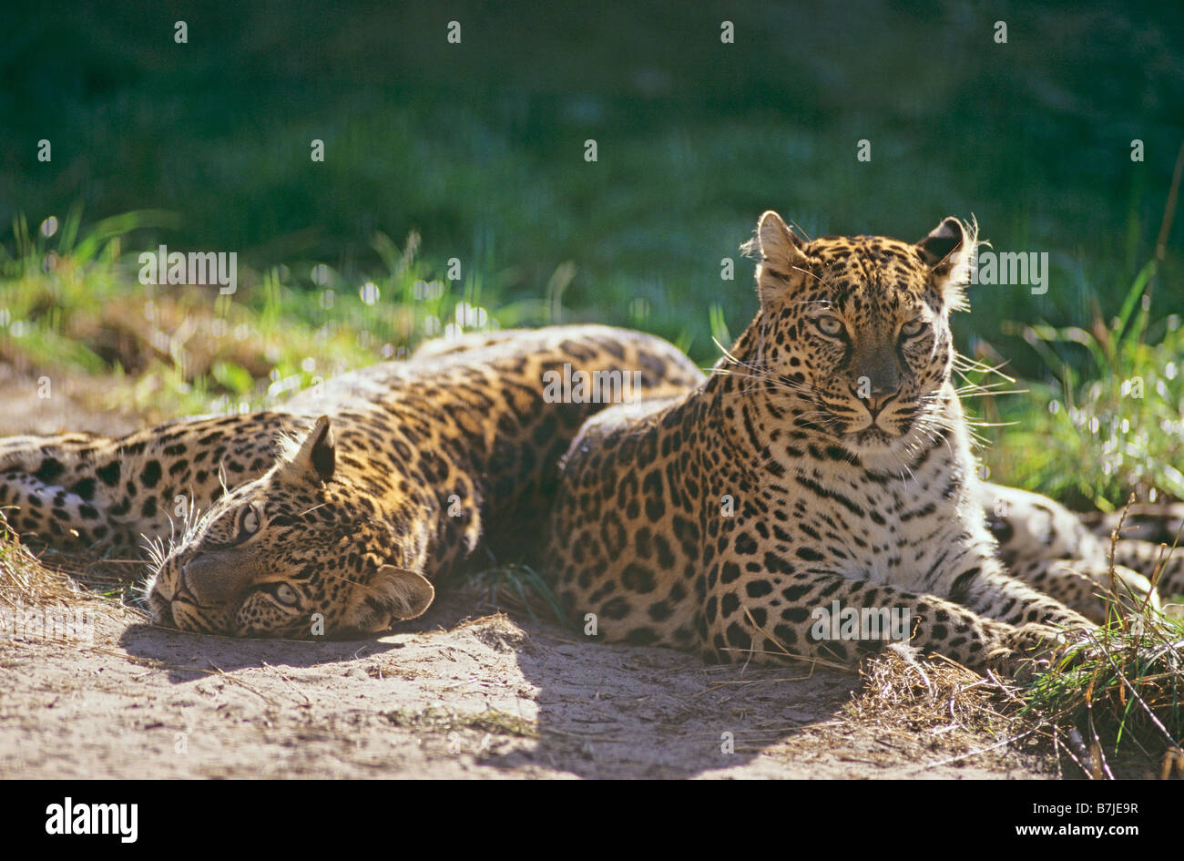 two leopards - lying / Panthera pardus Stock Photo - Alamy