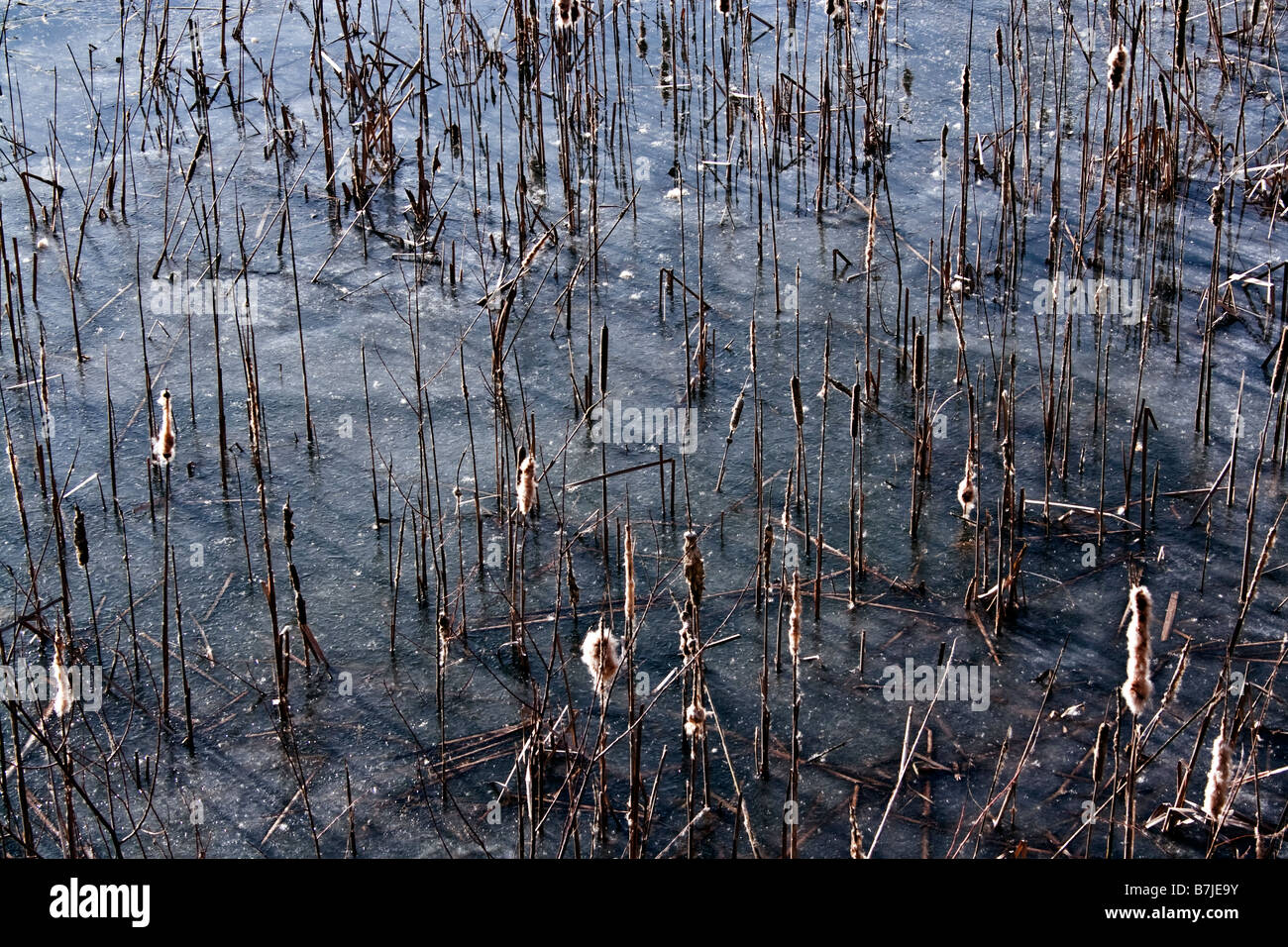 Frozen sedge hi-res stock photography and images - Alamy