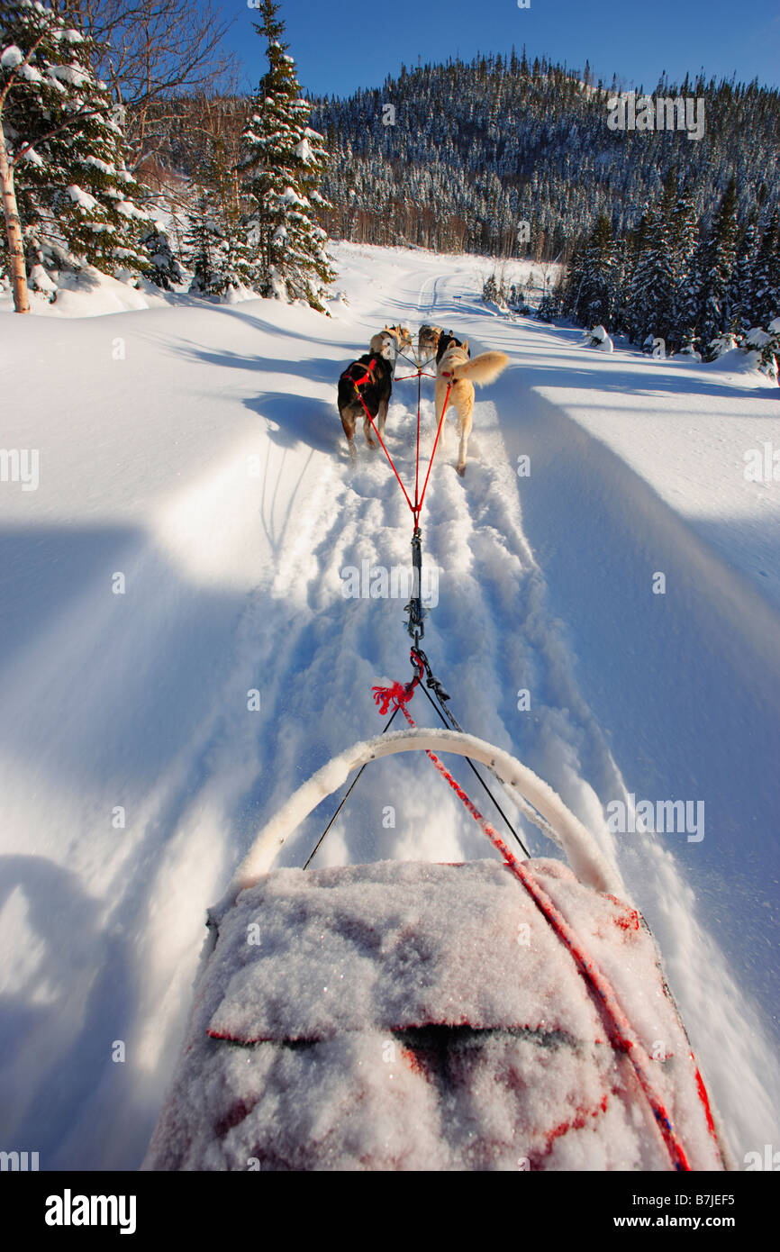 View of Dog Sled in action, Marsoui, Gaspesie, Quebec Stock Photo - Alamy
