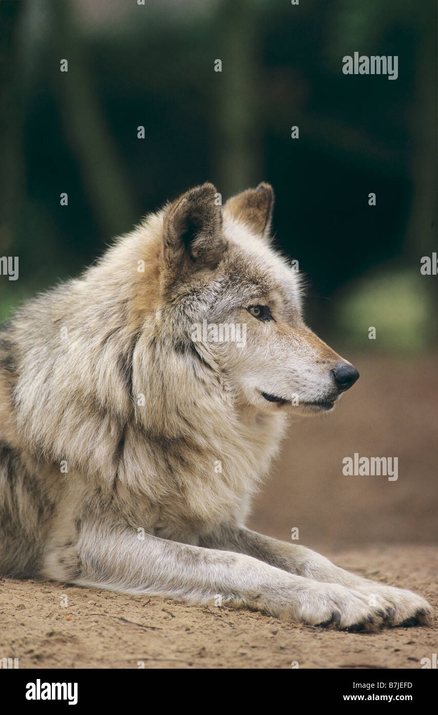Mackenzie valley wolf hi-res stock photography and images - Alamy