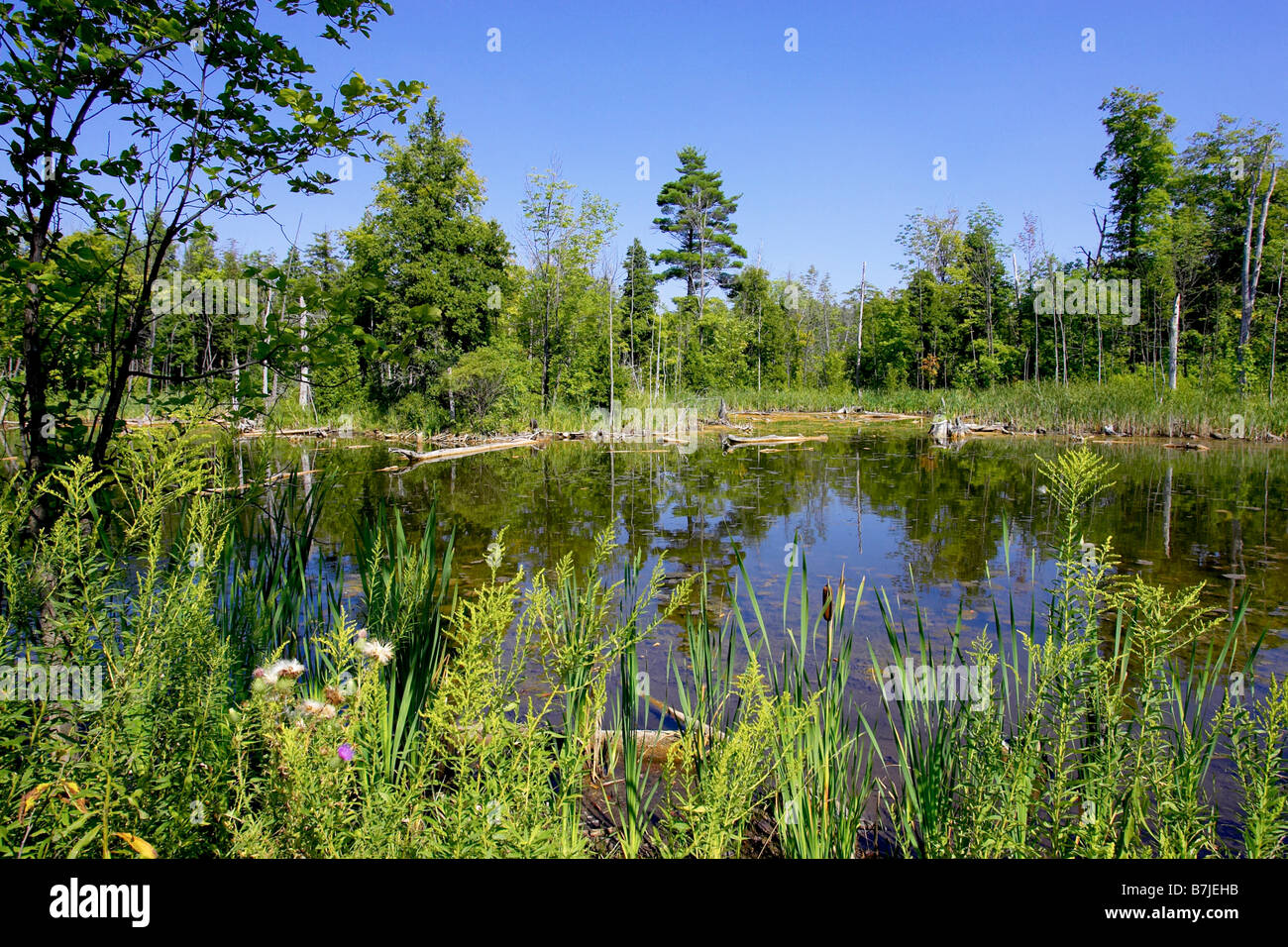 Swamp; Canada, Ontario, Campbellville Stock Photo - Alamy