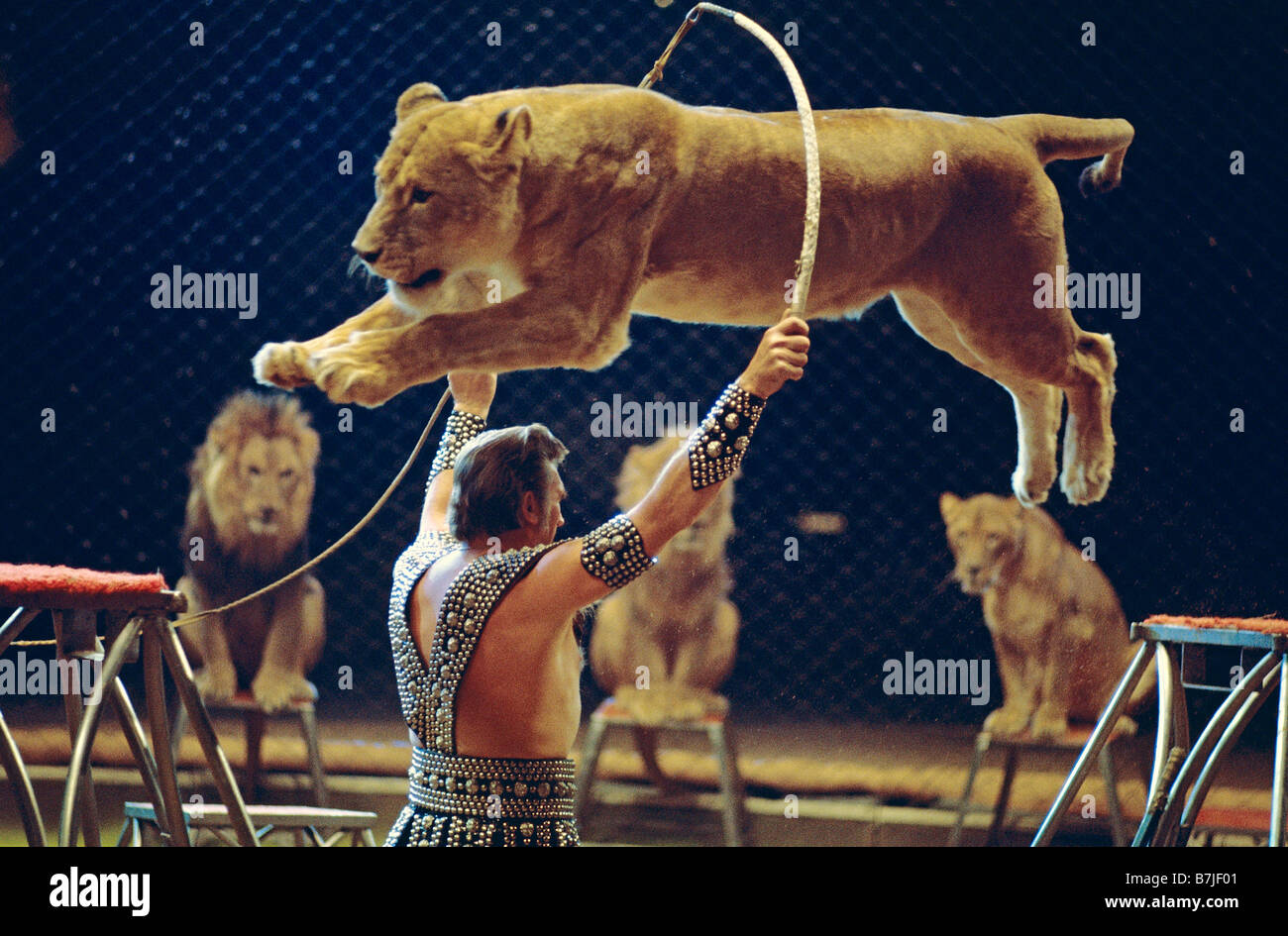 Lion jumping through a hoop hi-res stock photography and images - Alamy