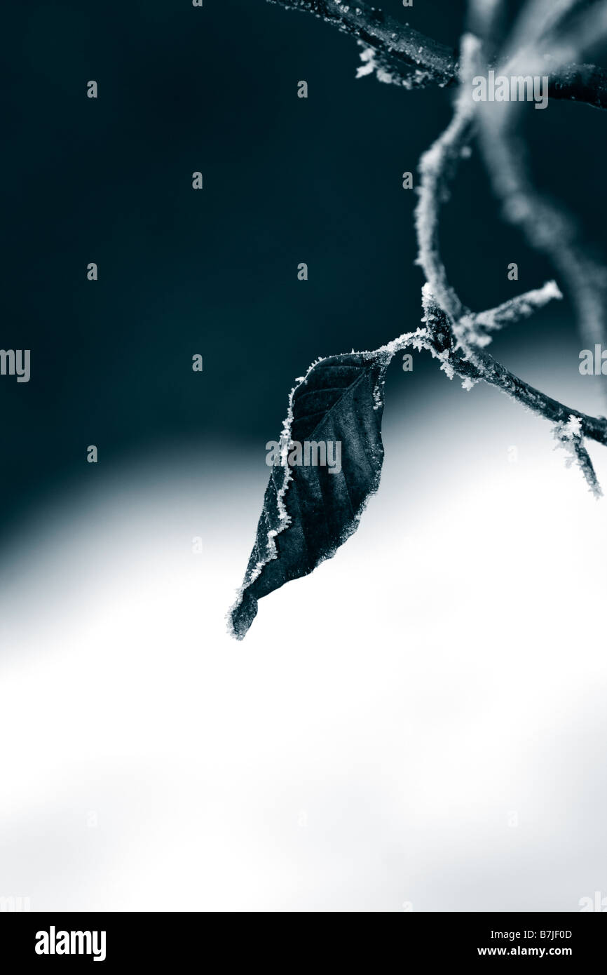 Cold cold leaf hi-res stock photography and images - Alamy