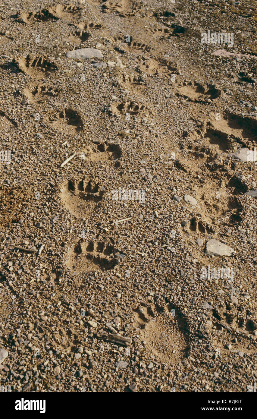 The bears track hi-res stock photography and images - Alamy
