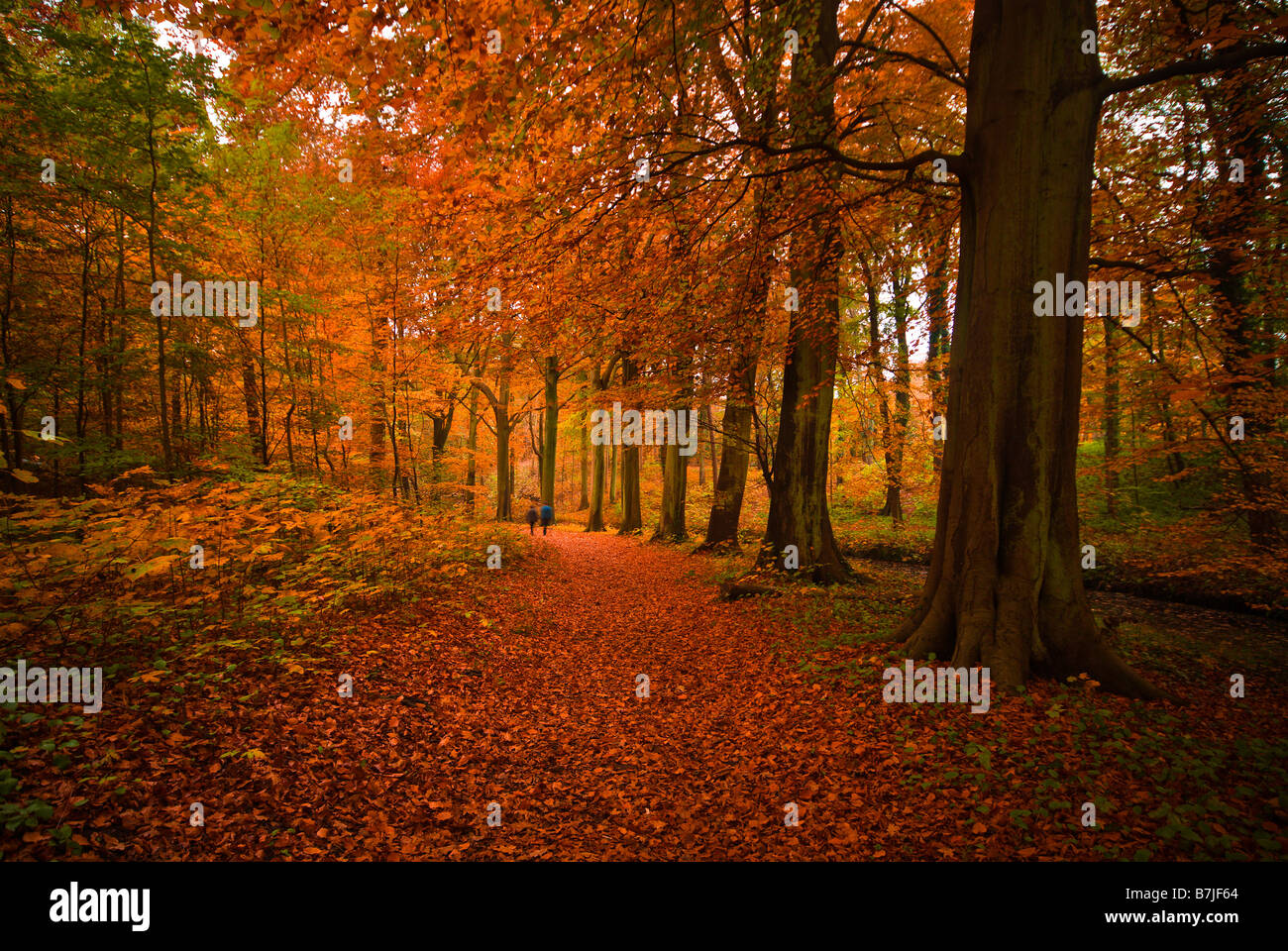 Beautiful autumn colors in the forest Stock Photo - Alamy