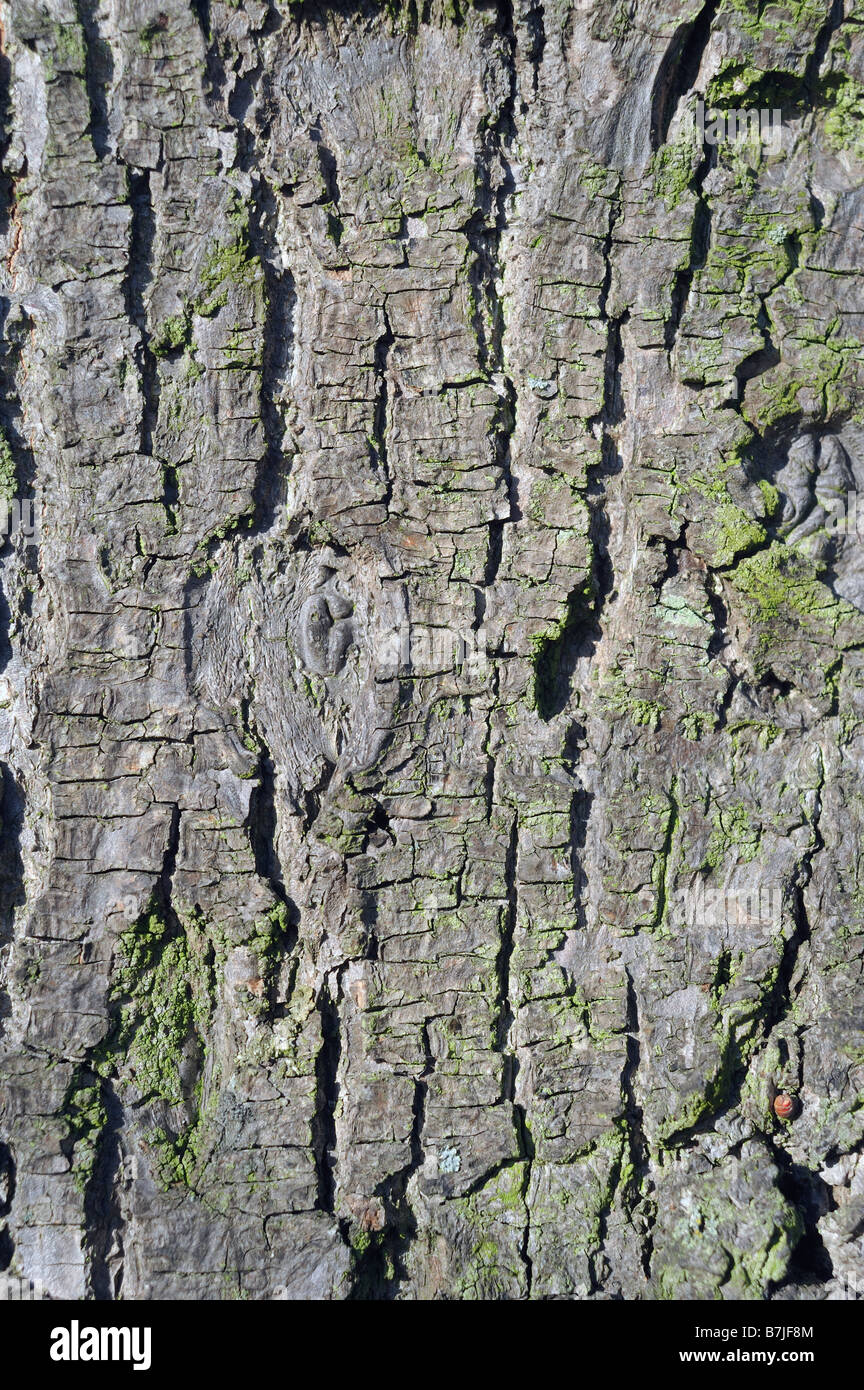 The bark of a tree Stock Photo - Alamy