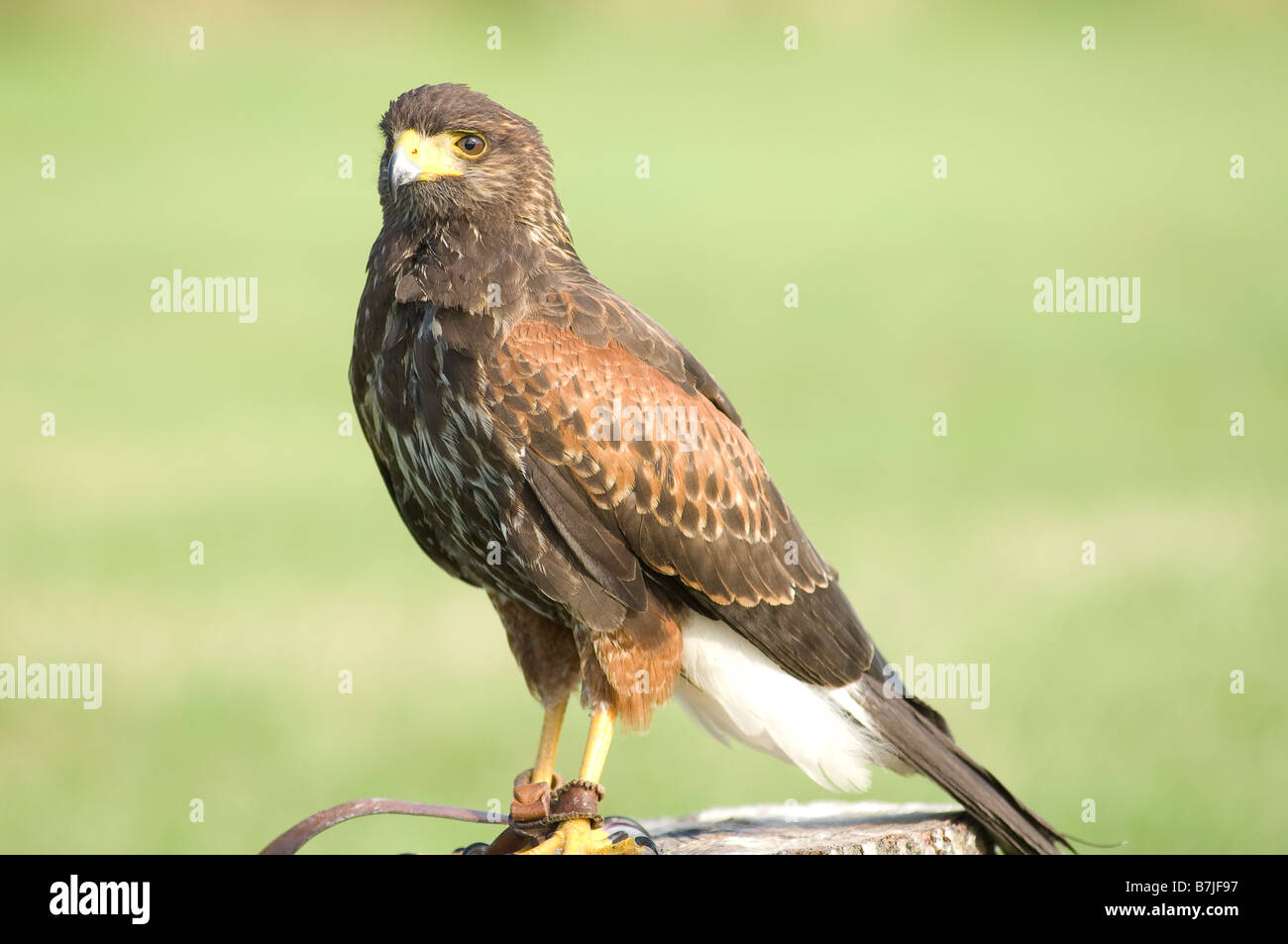 Bird prey in nature hi-res stock photography and images - Alamy
