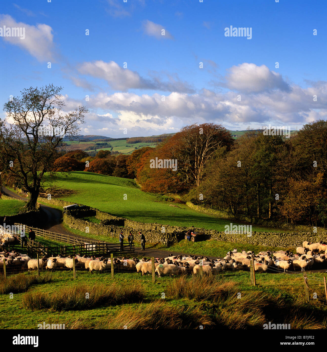 Sheep sorting hi-res stock photography and images - Alamy