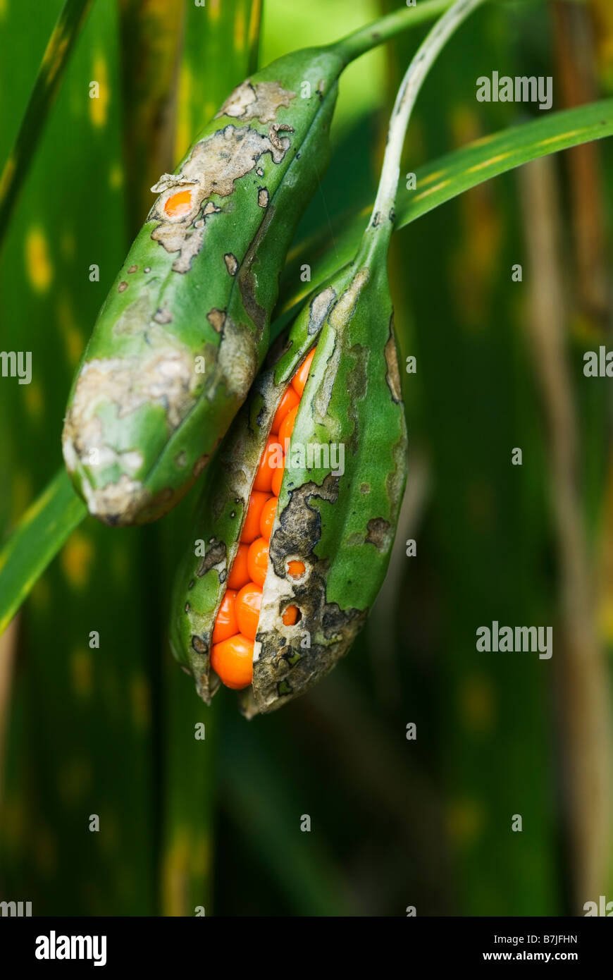 Seed pods hi-res stock photography and images - Alamy