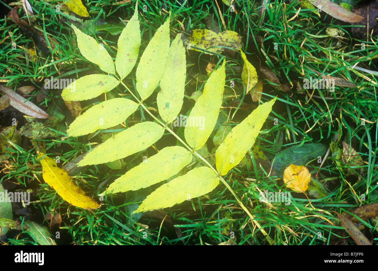 Common Lime Tree Autumn Leaf High Resolution Stock Photography and ...