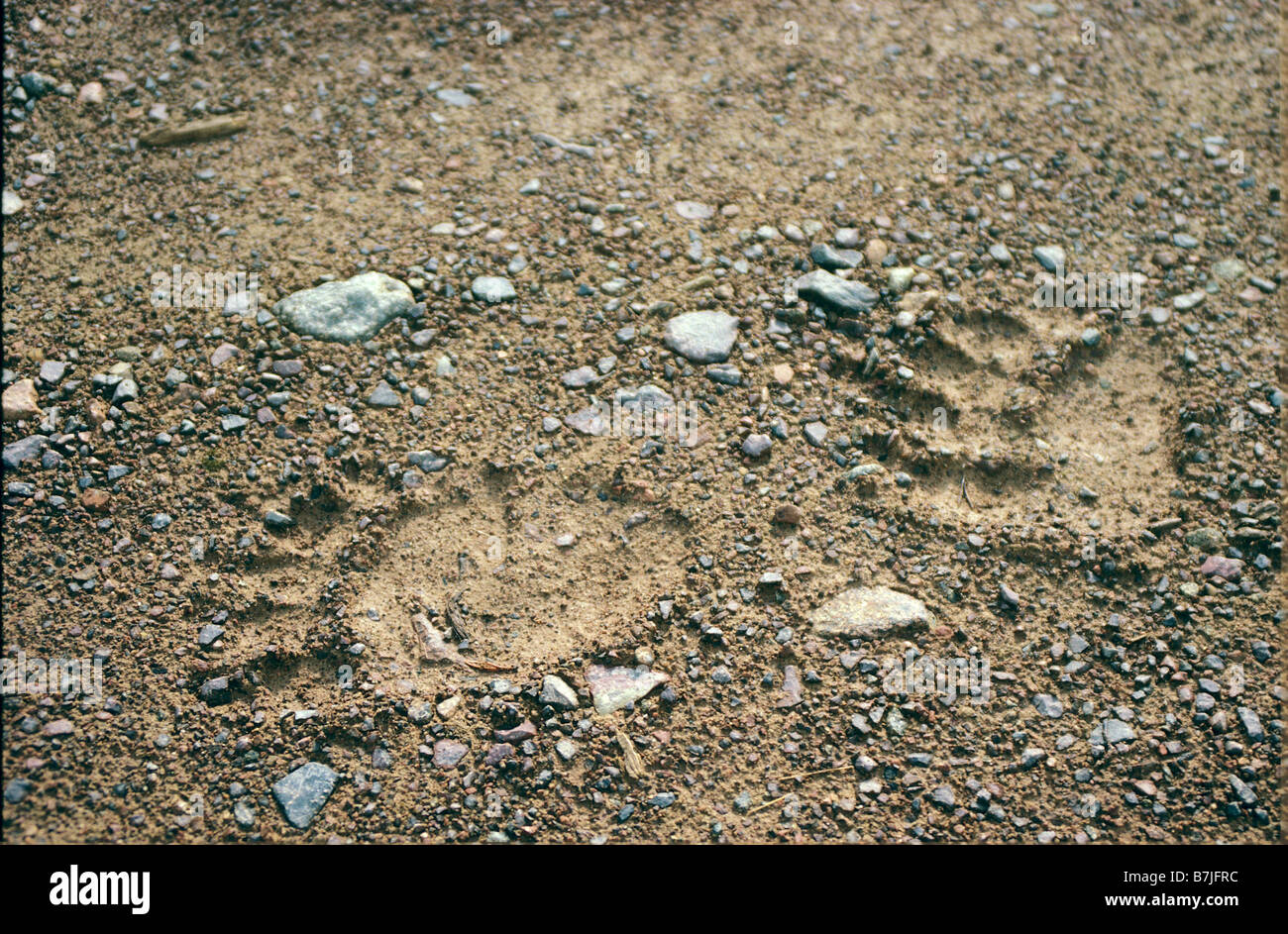 The bears track hi-res stock photography and images - Alamy