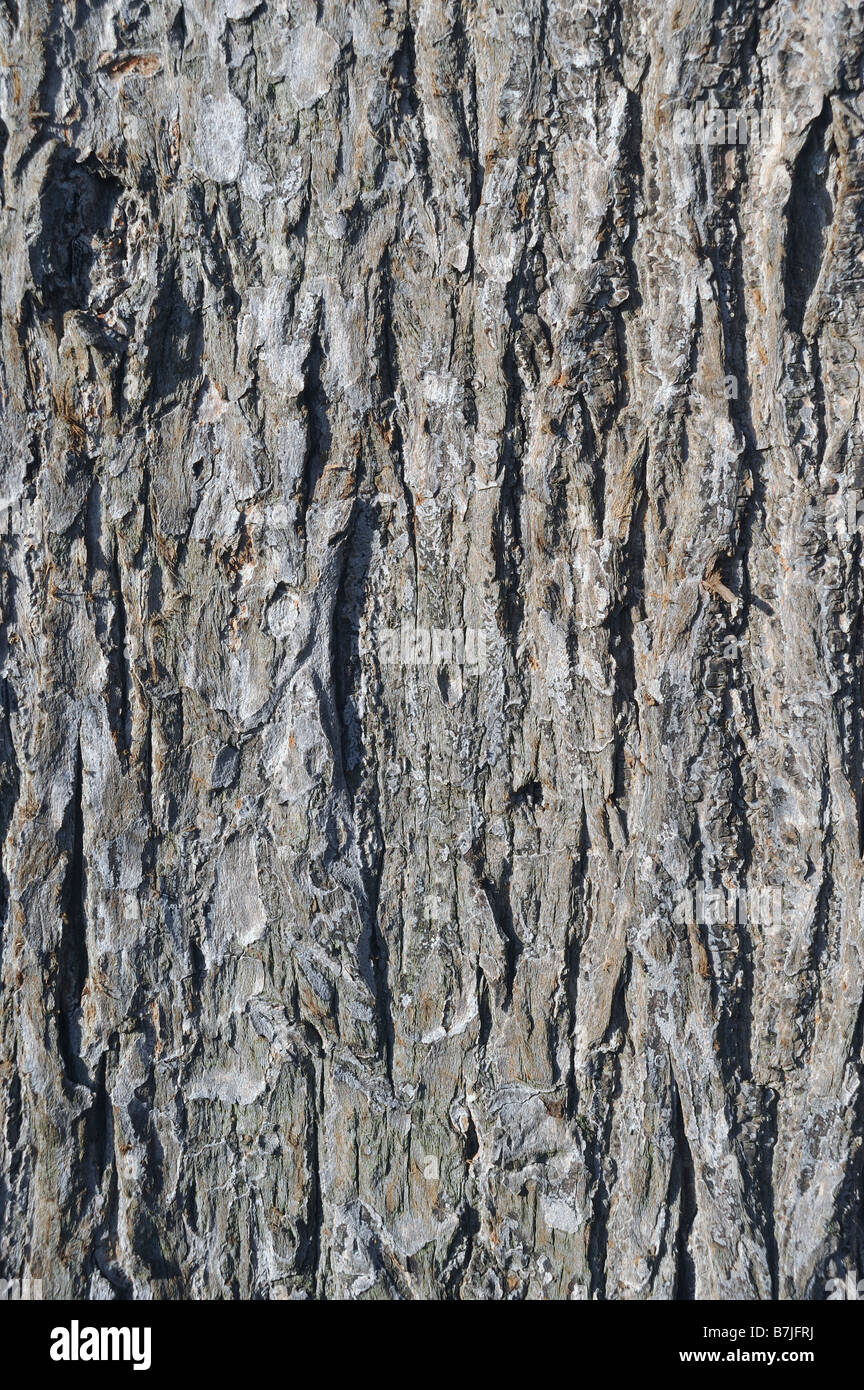 The bark of a tree Stock Photo - Alamy