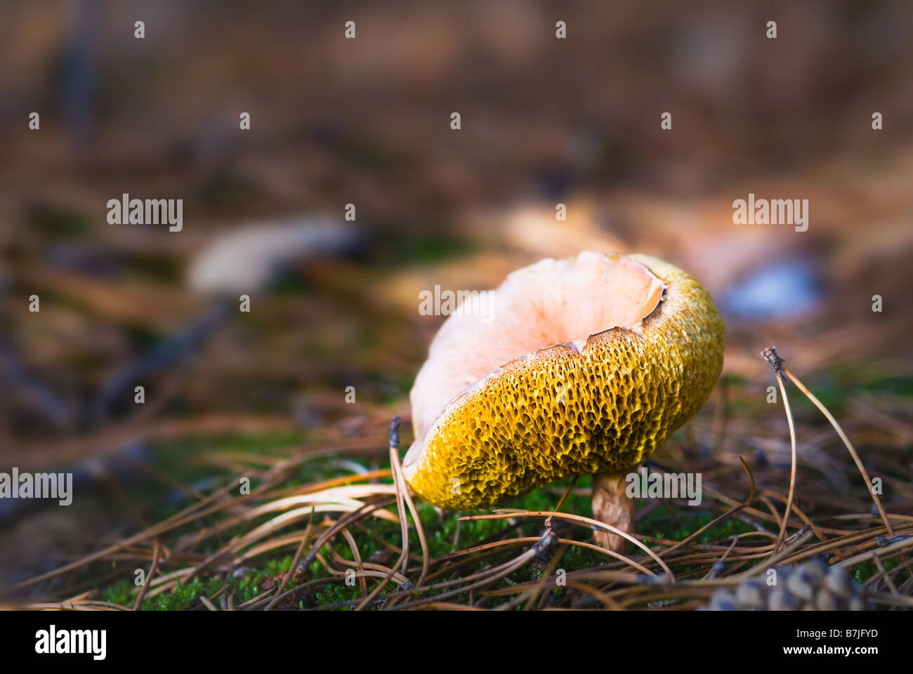 close up of a toadstool in the forest Stock Photo - Alamy