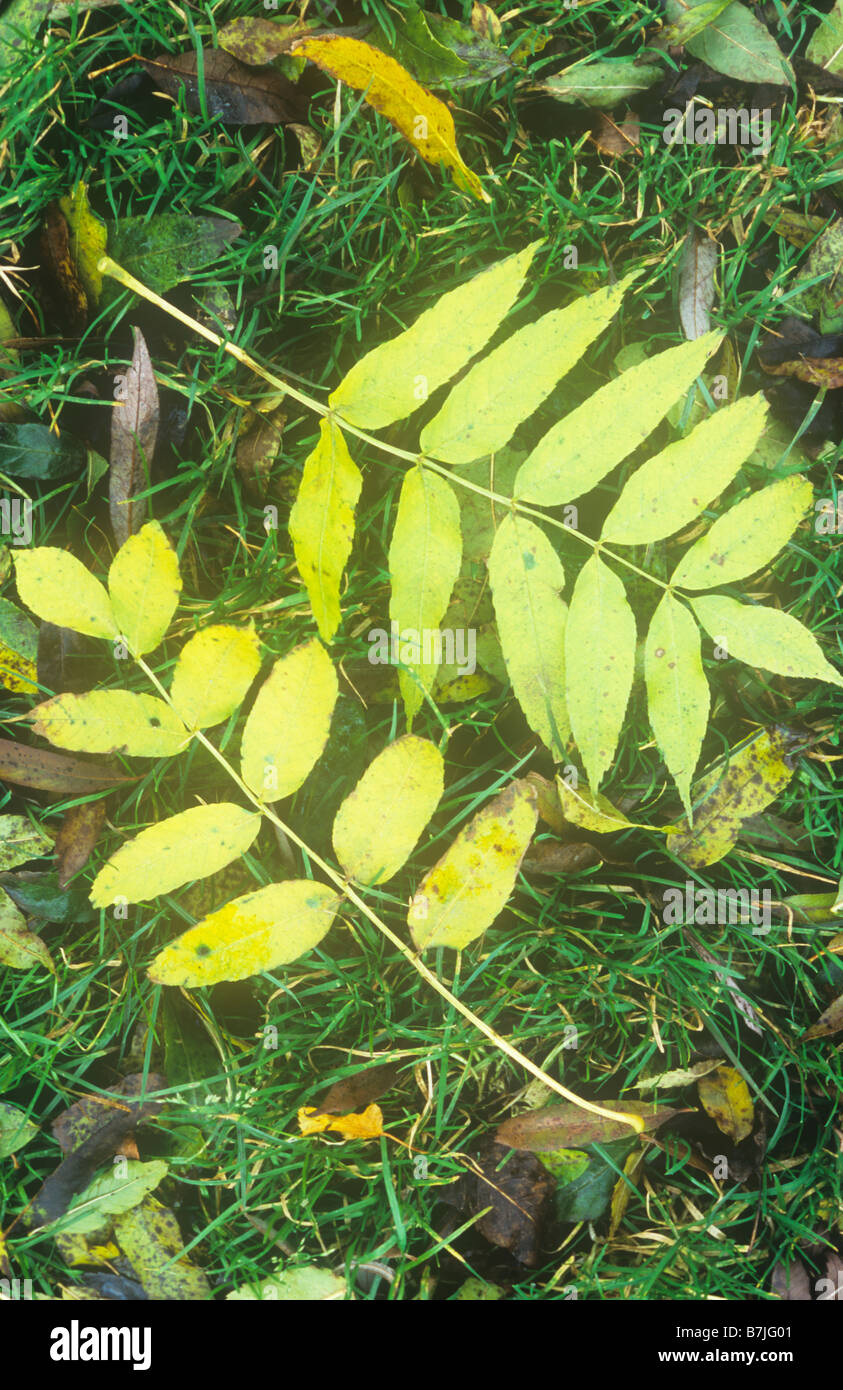 Common ash tree with autumn leaves hi-res stock photography and images ...