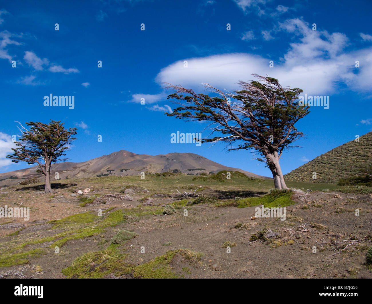 Wind swept trees hi-res stock photography and images - Alamy