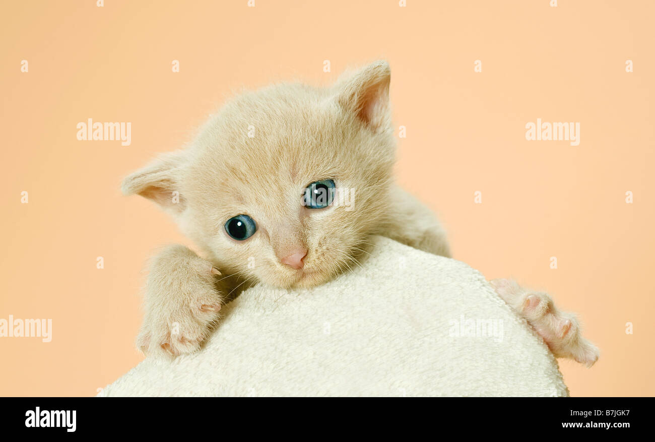 domestic cat - kitten (5 weeks Stock Photo - Alamy