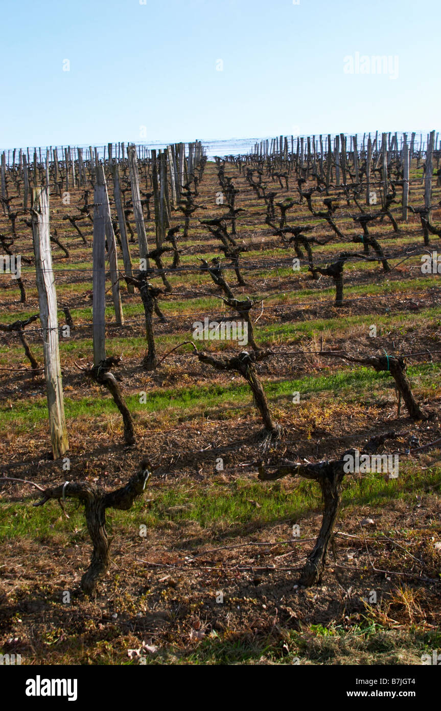 Guyot vine hi-res stock photography and images - Alamy