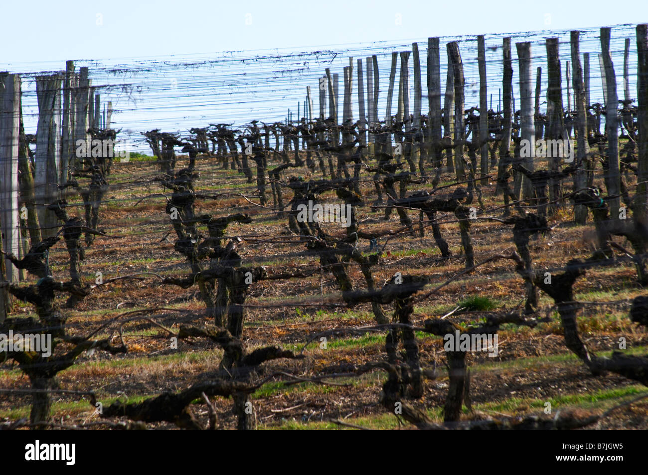 Guyot training hi-res stock photography and images - Alamy