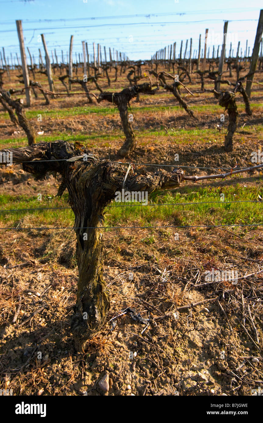 Guyot training hi-res stock photography and images - Alamy