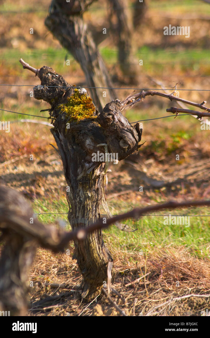 Guyot vine hi-res stock photography and images - Alamy