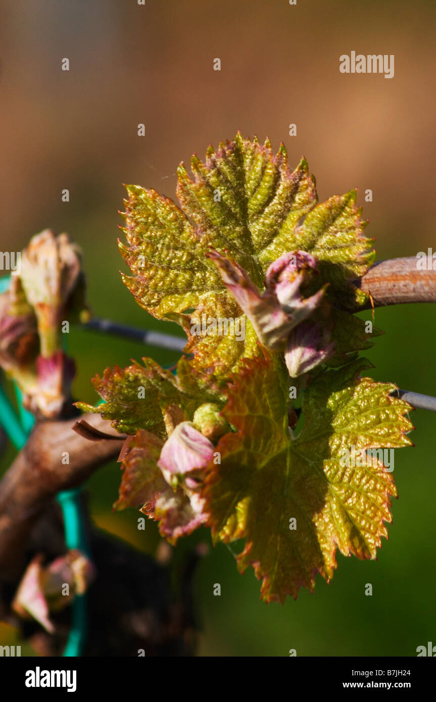 bud burst on the vine chateau pey la tour bordeaux france Stock Photo ...