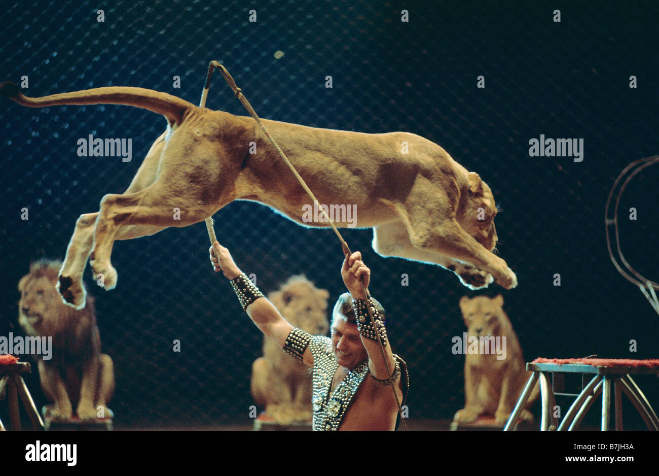 circus - lion jumping Stock Photo - Alamy