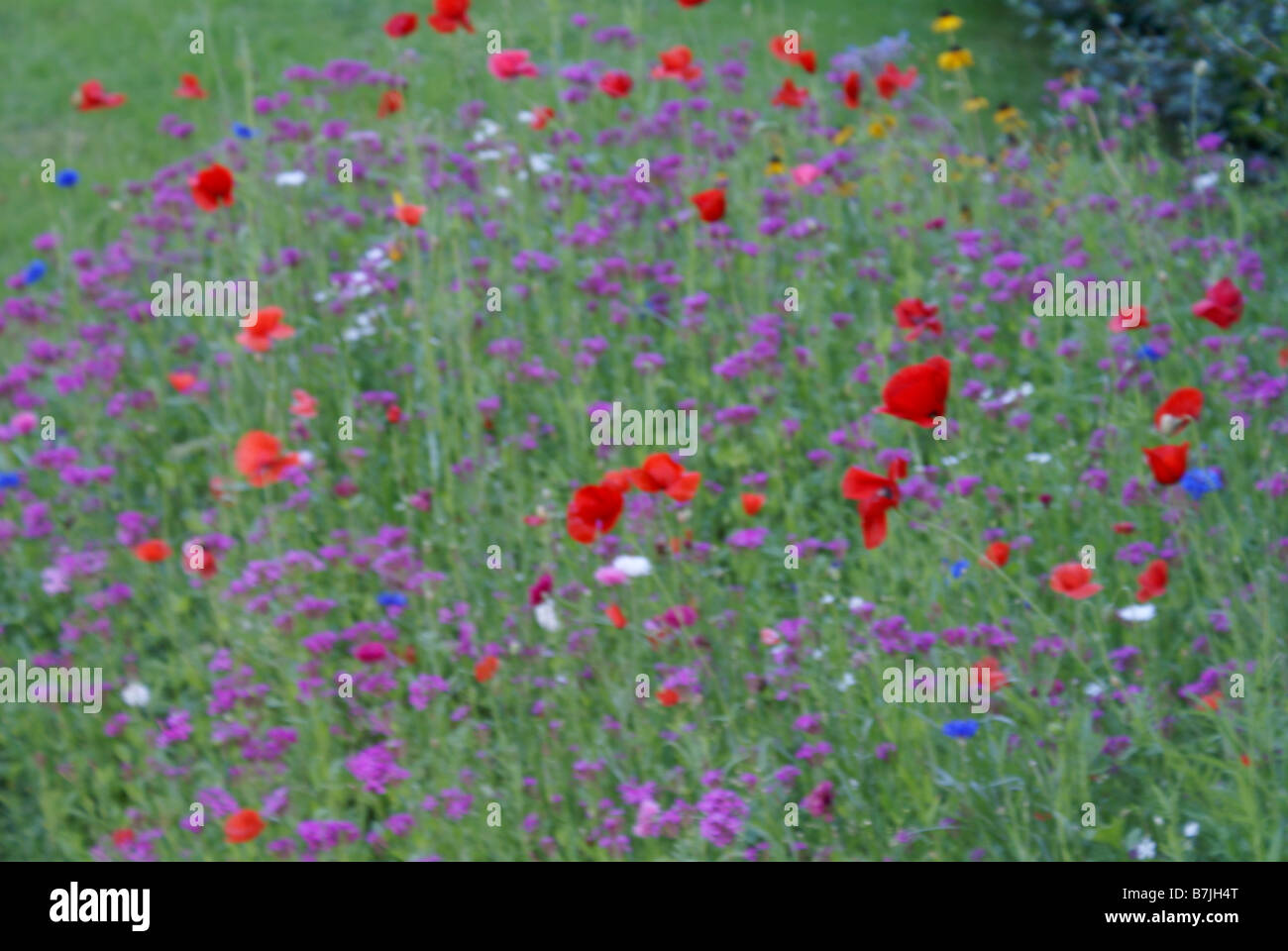 Wildflowers manitoba hi-res stock photography and images - Alamy