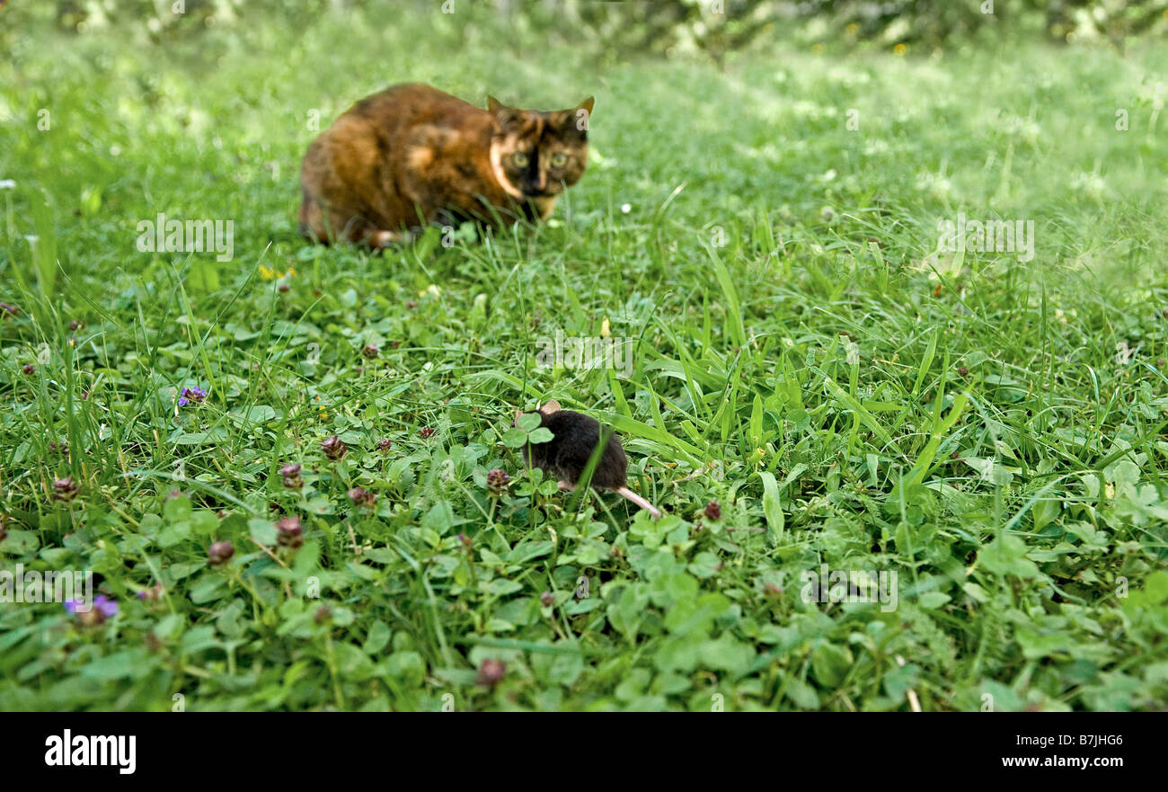 domestic cat watching mouse Stock Photo - Alamy