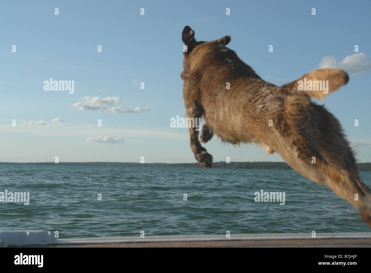 Dogs chasing stick hi-res stock photography and images - Alamy