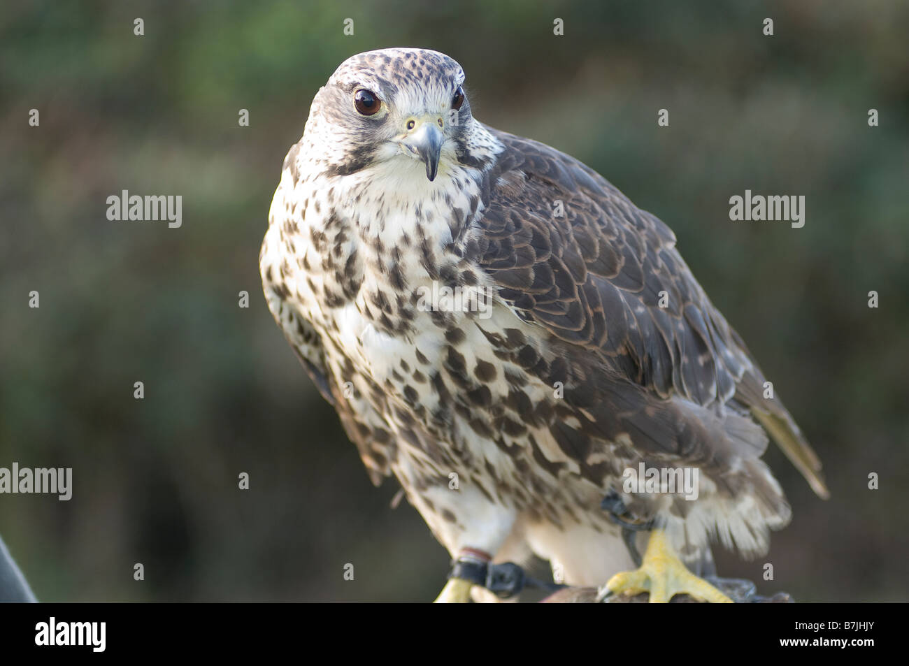 Bird of Prey Stock Photo - Alamy