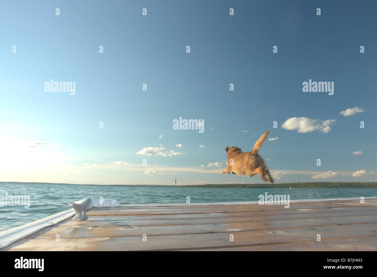 Why Do Dogs Like Chasing Sticks