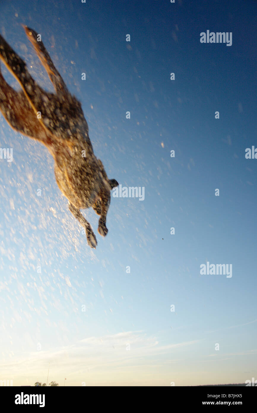 Stick jump hi-res stock photography and images - Alamy