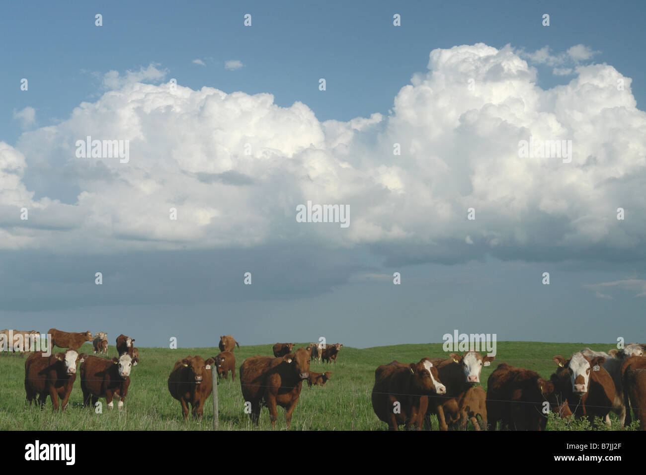 Herd of beef cattle under rain clouds; Canada, Manitoba, Erickson Stock ...