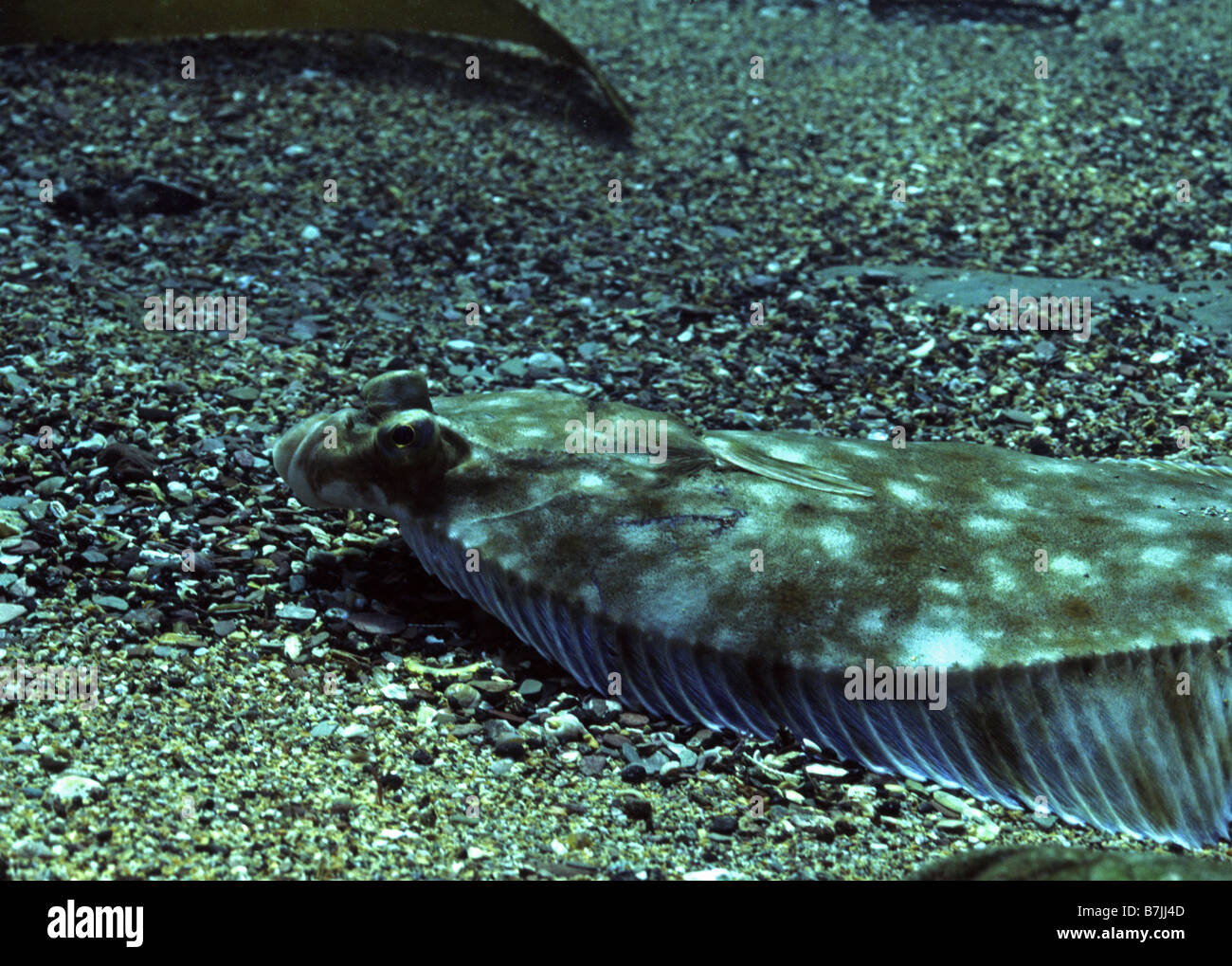 Plaice Underwater Stock Photos & Plaice Underwater Stock Images - Alamy