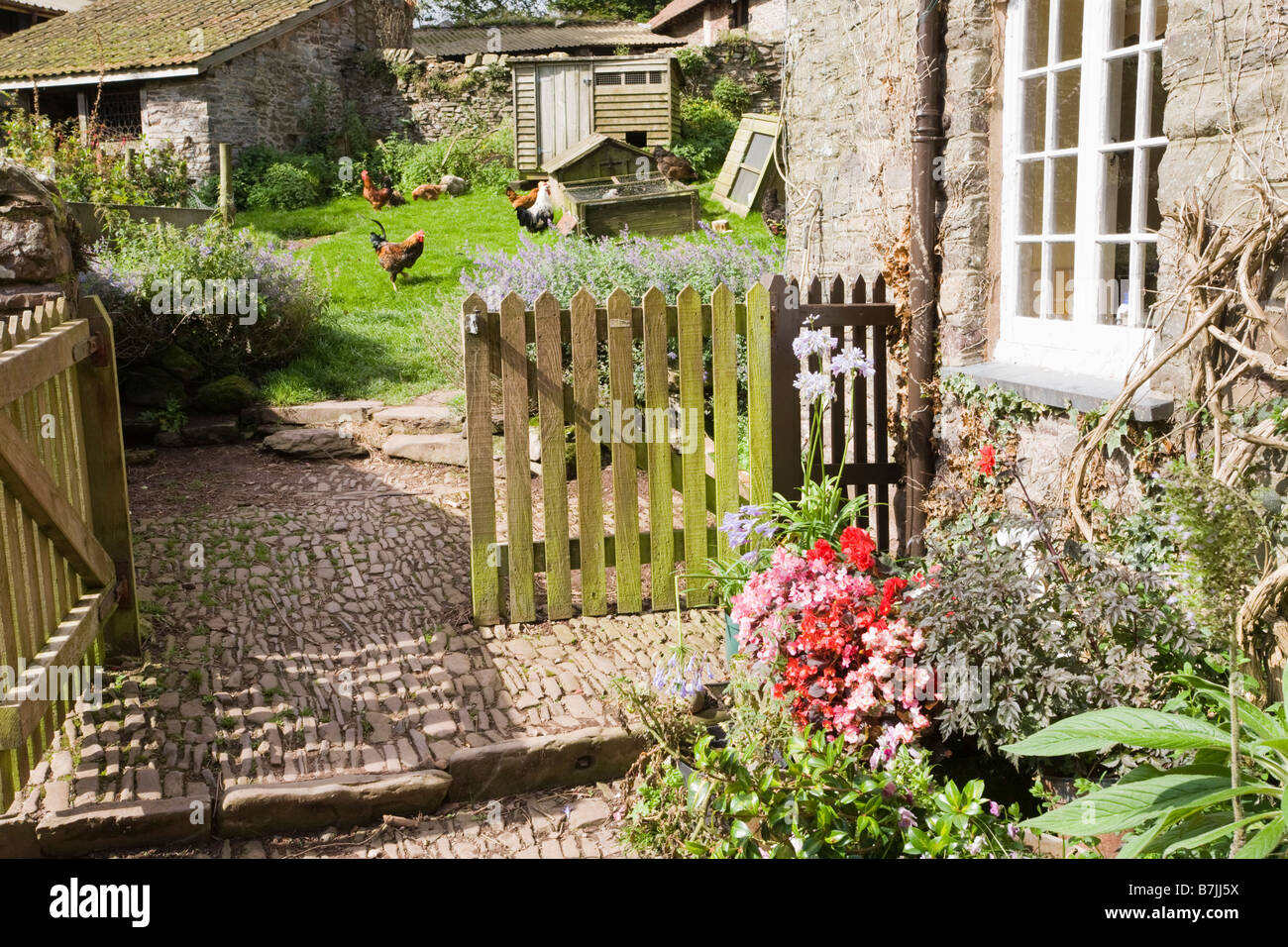 An Exmoor farmyard, Cloutsham Farm, Somerset Stock Photo - Alamy