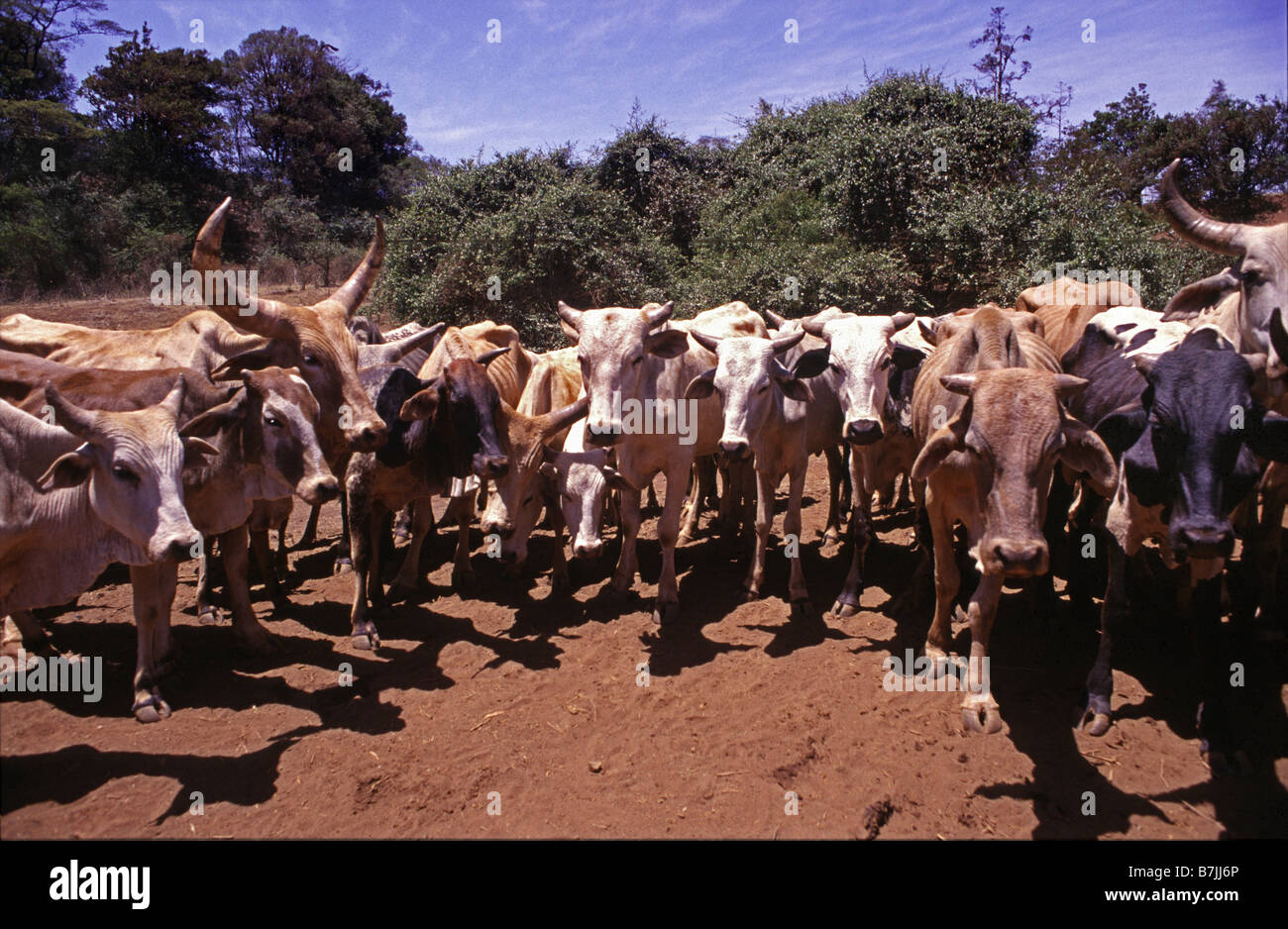 Borani hi-res stock photography and images - Alamy