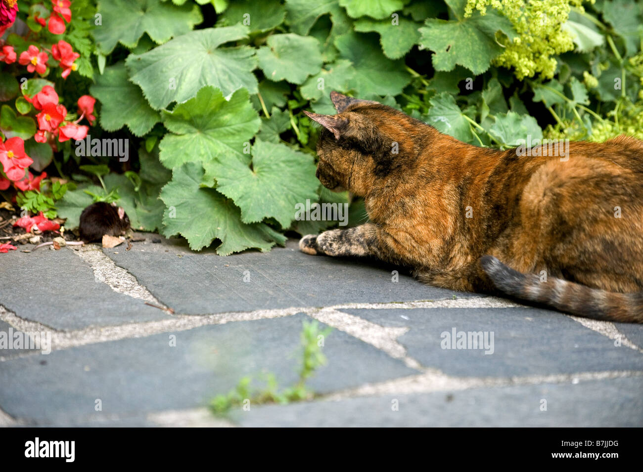 domestic cat watching mouse Stock Photo - Alamy