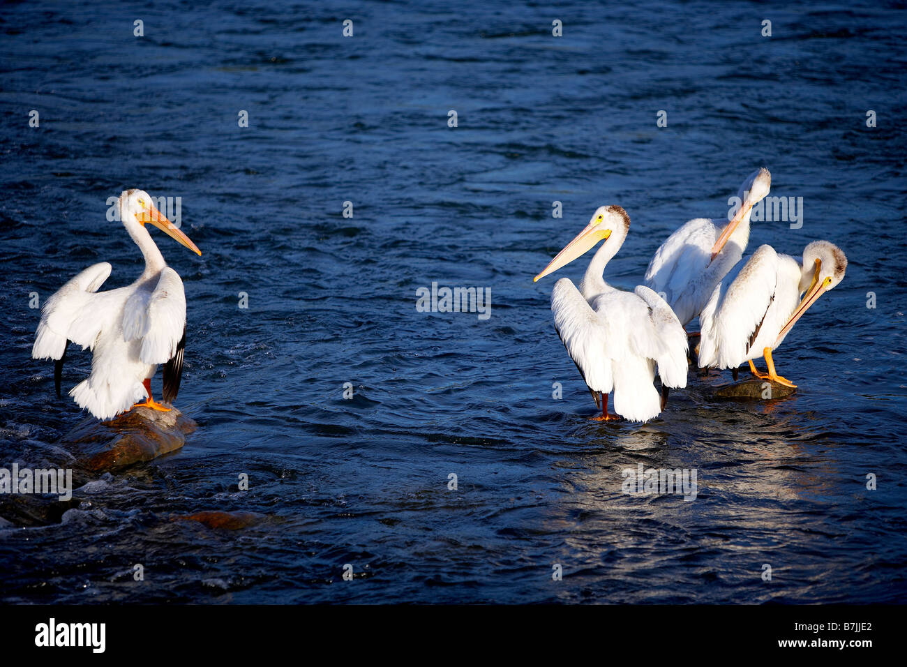 Pelicans on water hi-res stock photography and images - Alamy