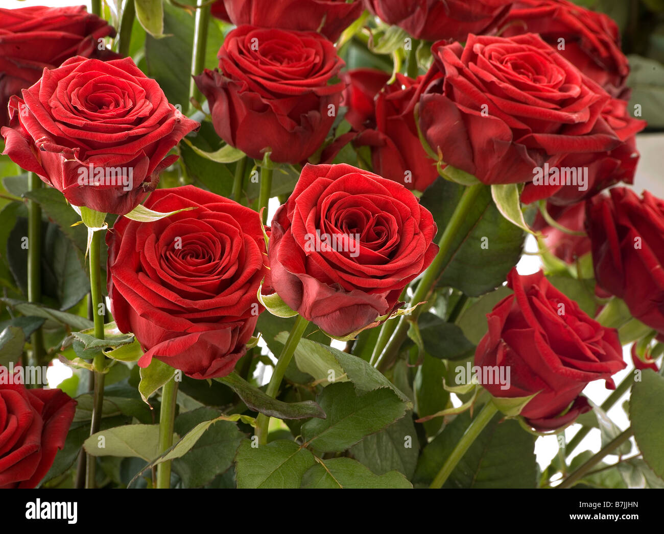 Dozen red roses hi-res stock photography and images - Alamy
