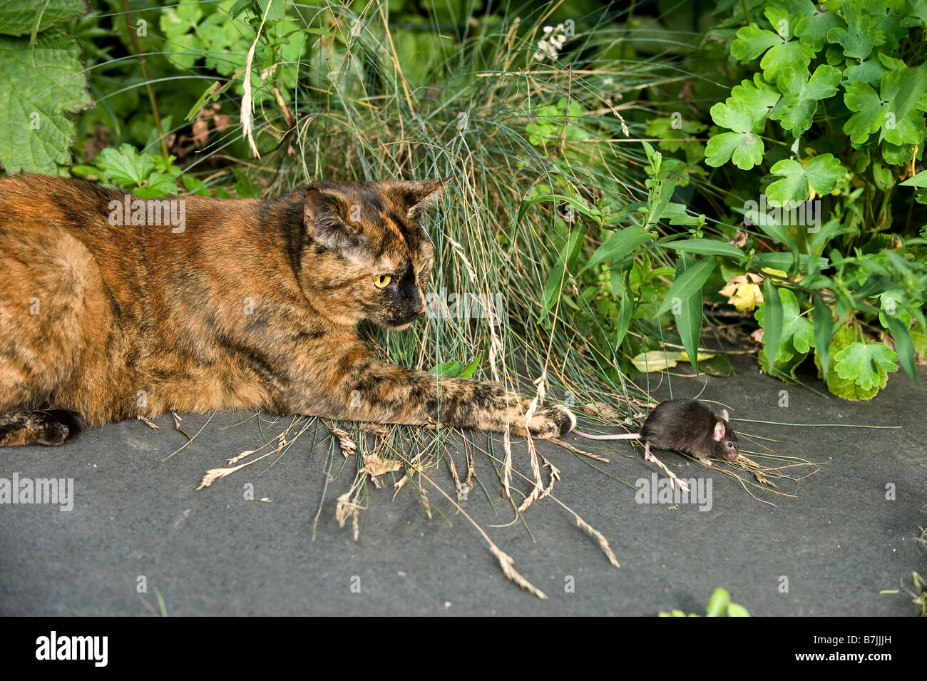 domestic cat watching mouse Stock Photo - Alamy