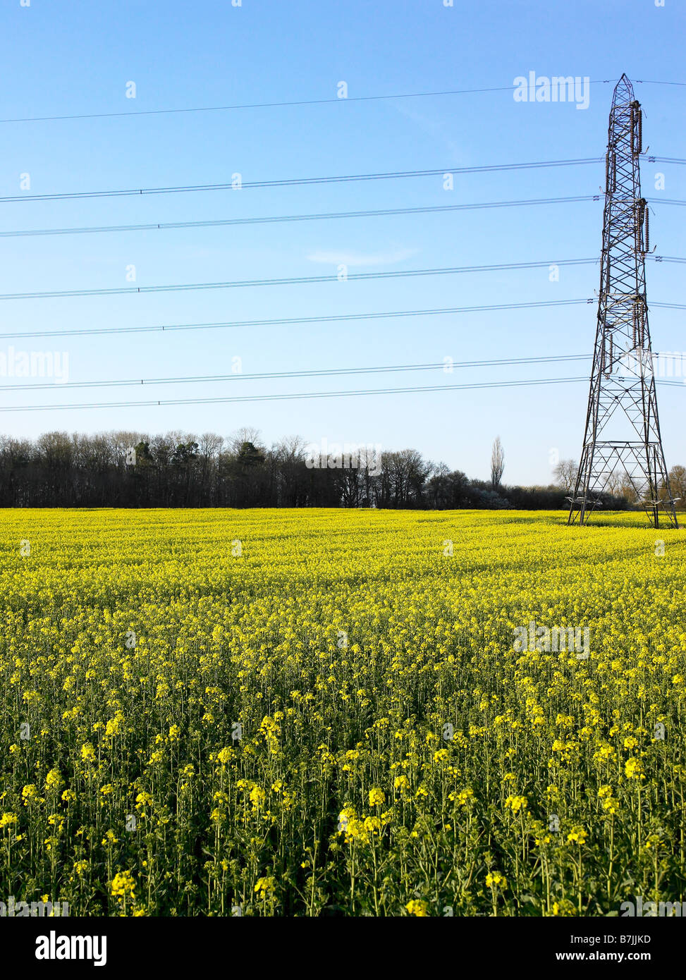 Yellow field with pylon Stock Photo - Alamy